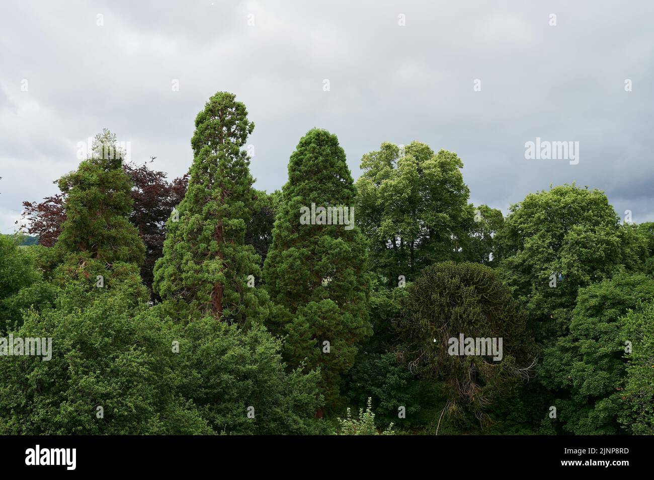 Treeline background hi-res stock photography and images - Alamy