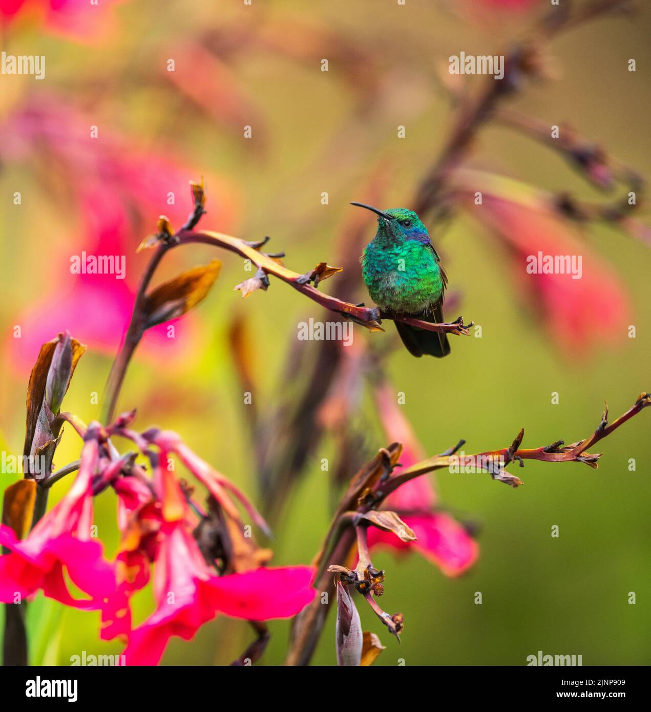 Lesser colibri hummingbird hi-res stock photography and images - Alamy