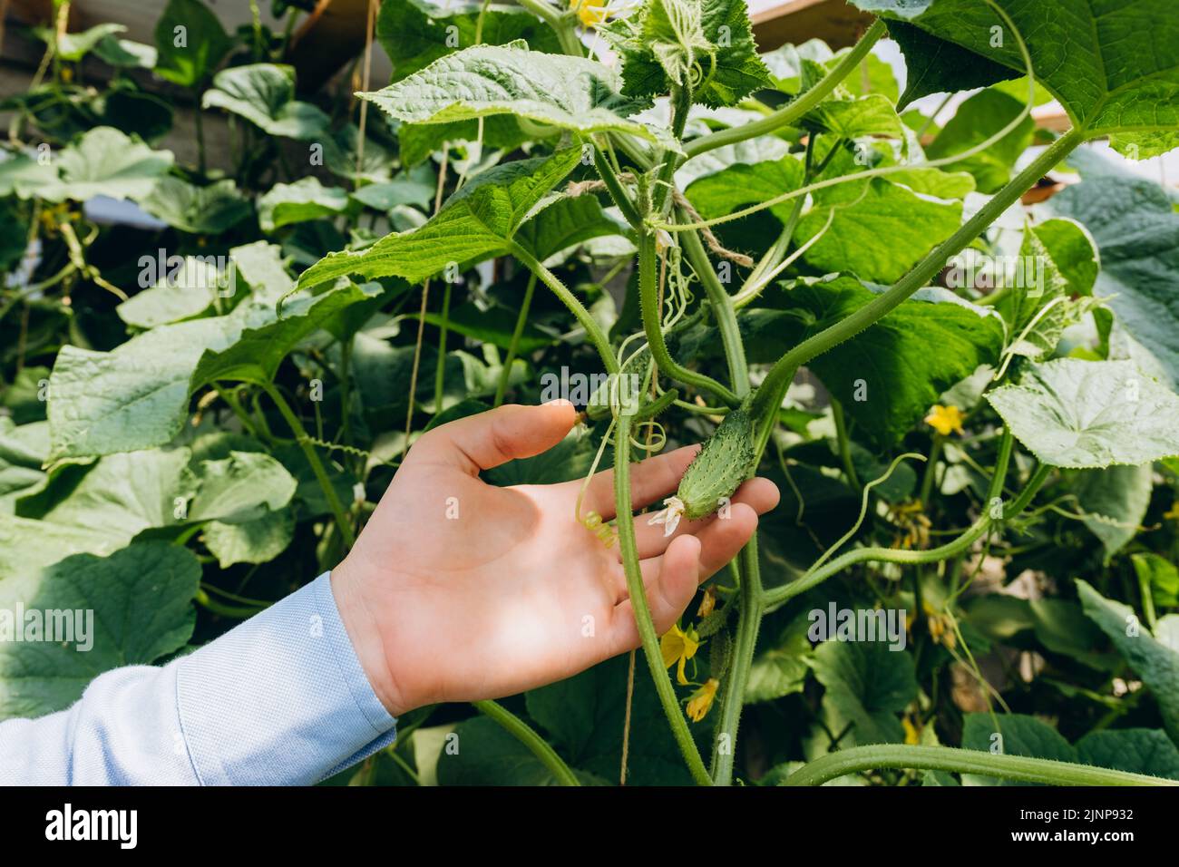Growing cucumber hi-res stock photography and images - Alamy
