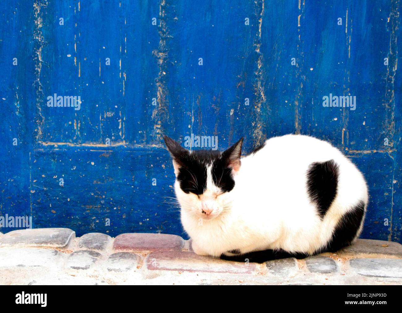 Black and white Cat sleeping in the sun in front of a moroccan blue ...