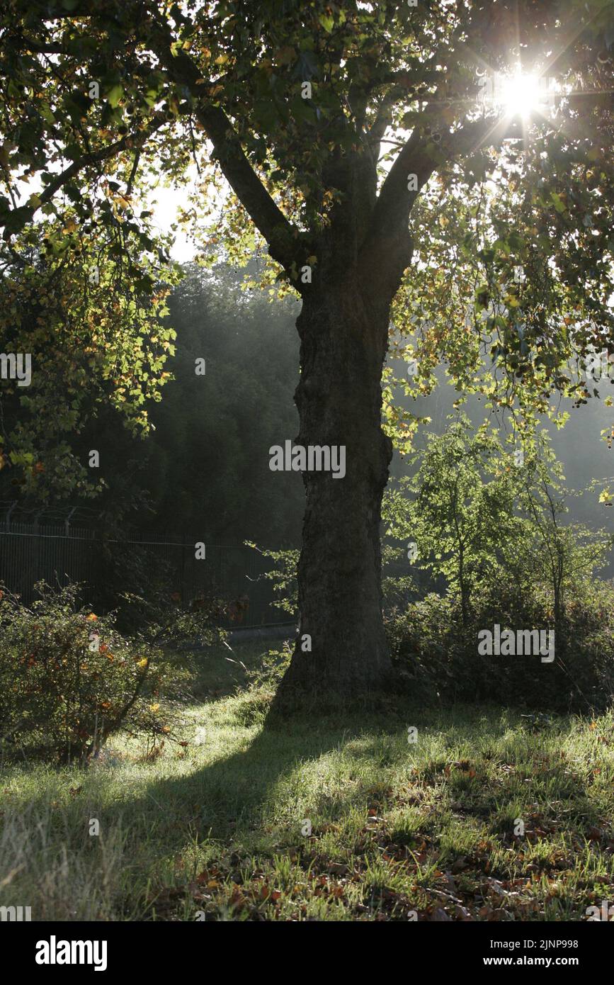 Autumn fall tree scene of leaves, shot in beautiful low sunlight Stock ...