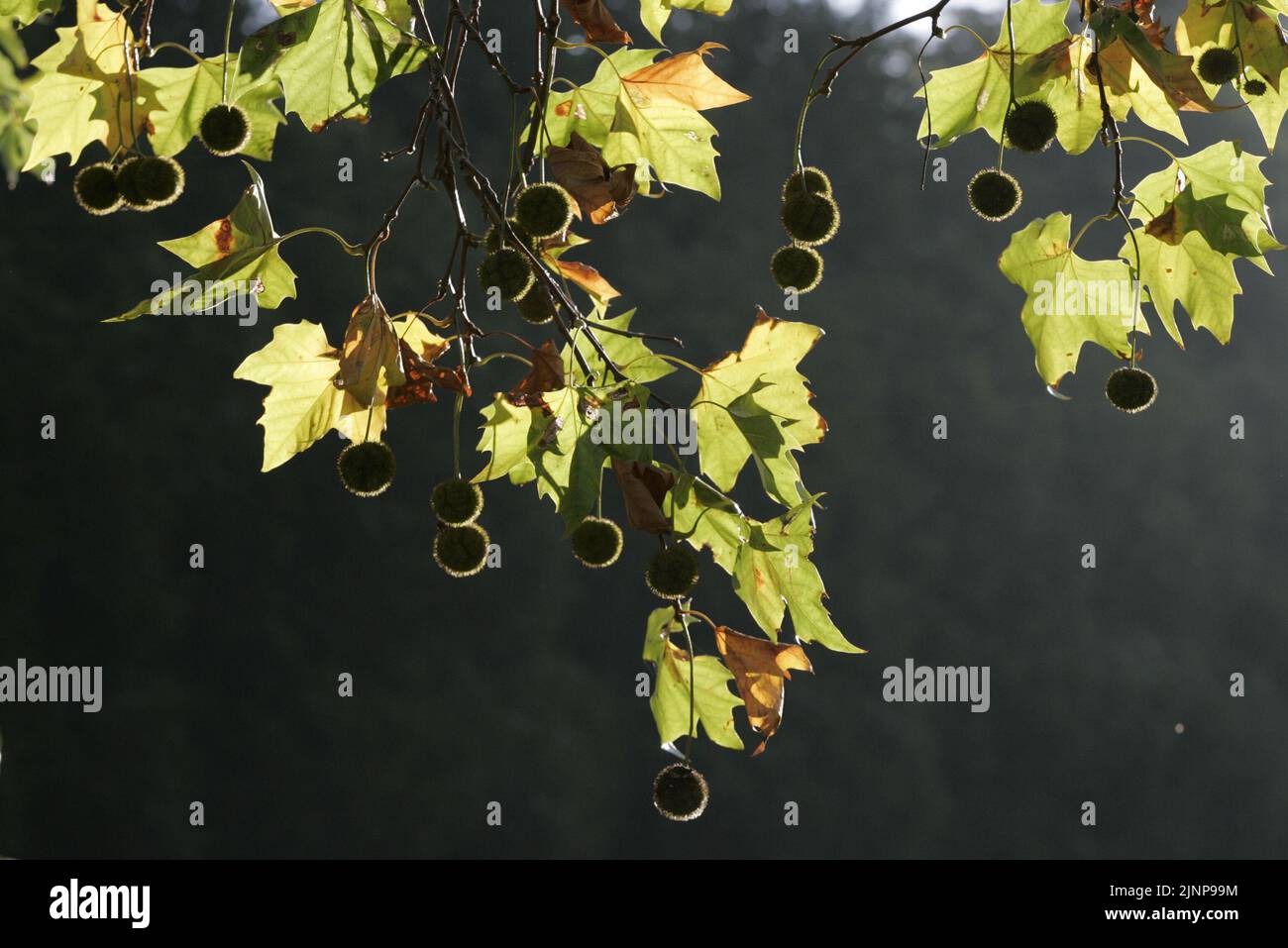 Autumn fall tree scene of leaves, plane tree, shot in beautiful low ...