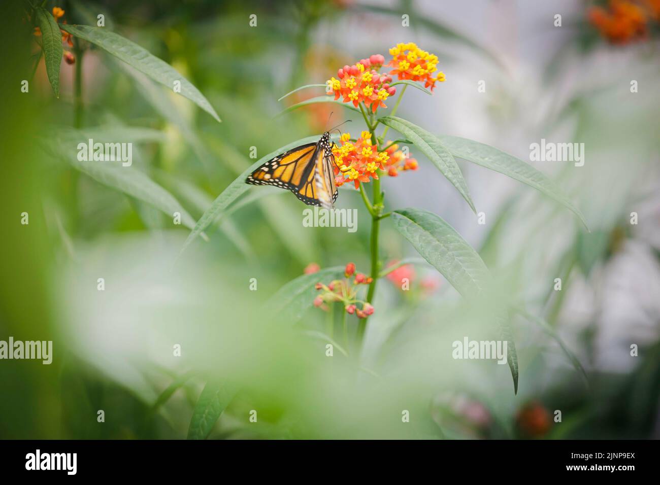 2022 monarch hi-res stock photography and images - Alamy