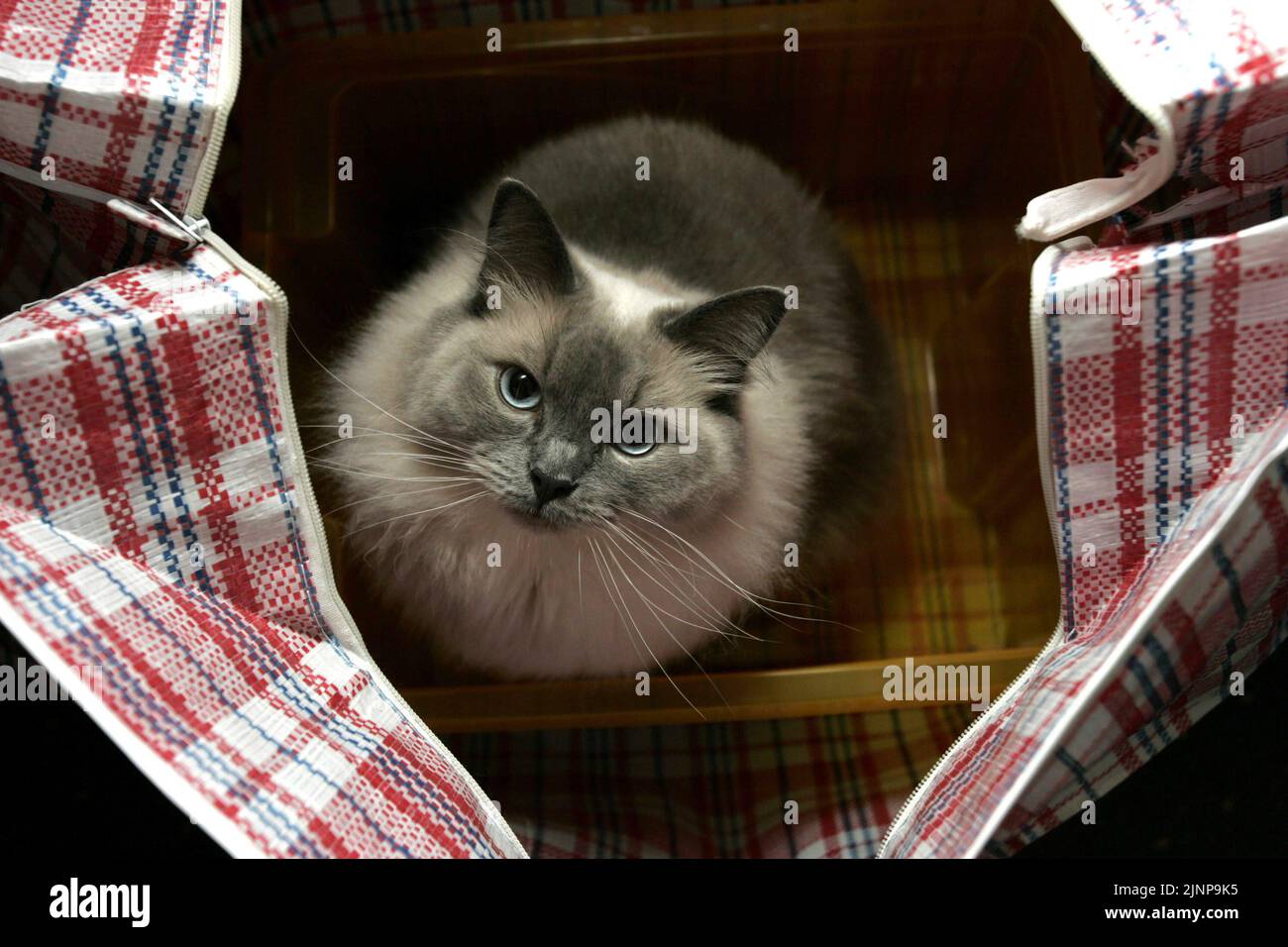 Fluffy long haired grey cat looking at the camera, in a bag Stock Photo ...