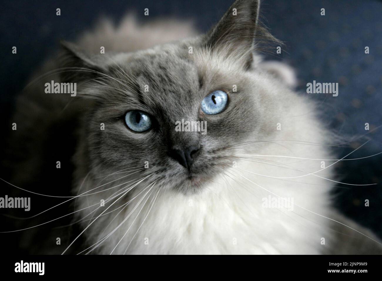 Fluffy long haired grey cat looking at the camera Stock Photo - Alamy