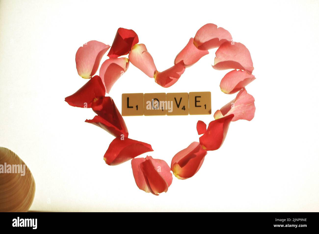 Heart shape with love wording made out of petals on a plain background ...