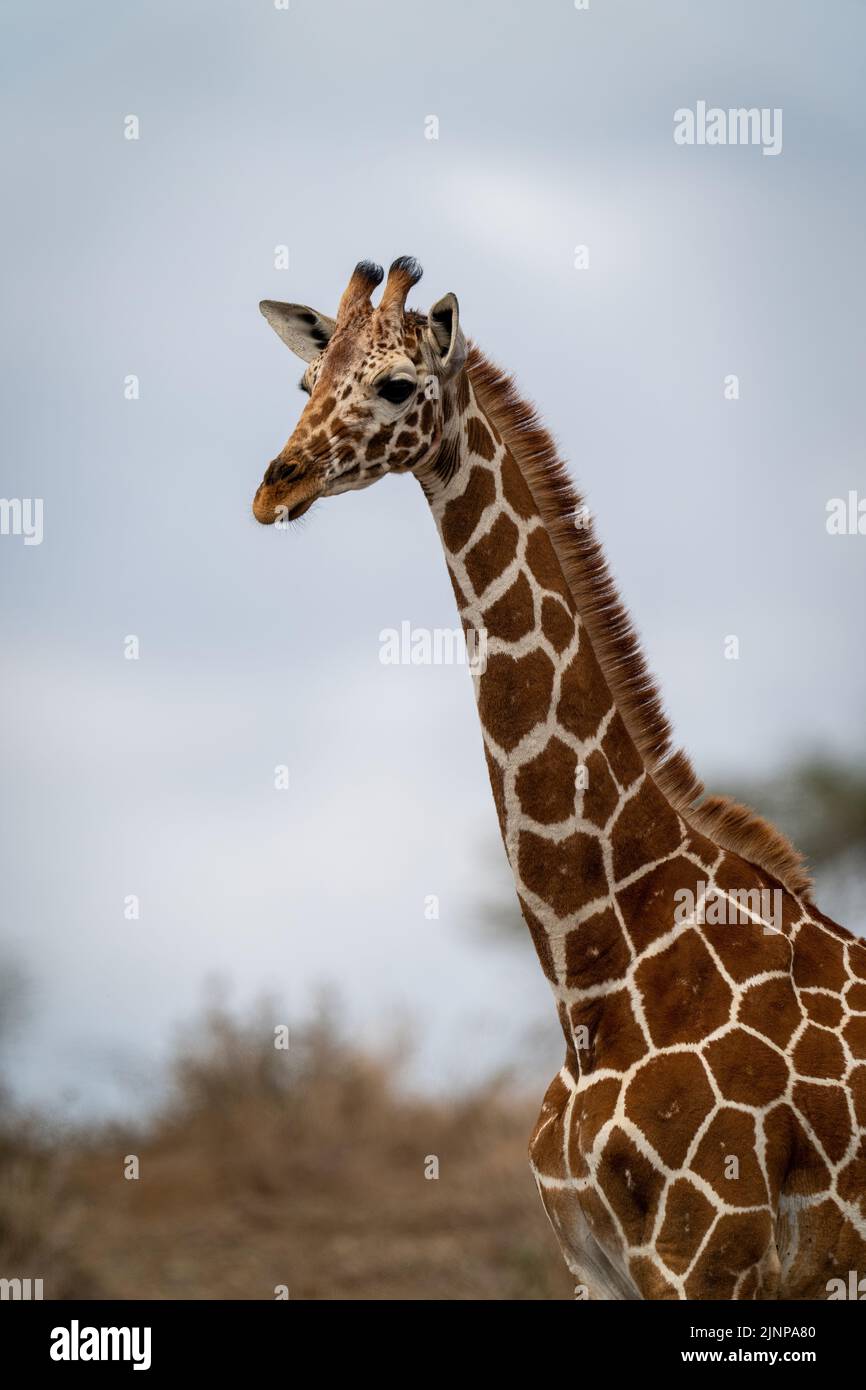 Close-up of reticulated giraffe with head turned Stock Photo - Alamy