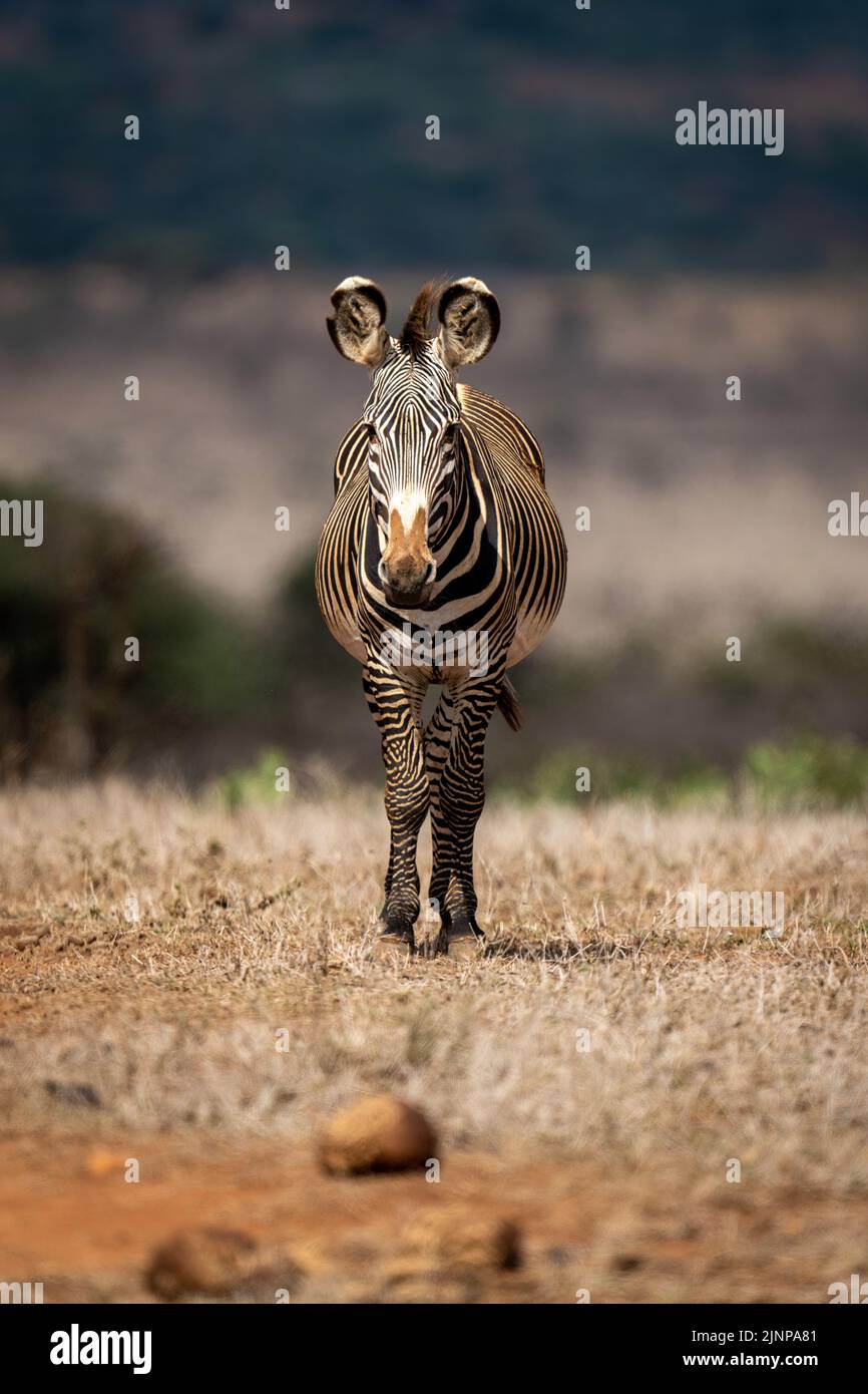 A Grévy's zebra stands in the savannah facing the camera. It has fine ...