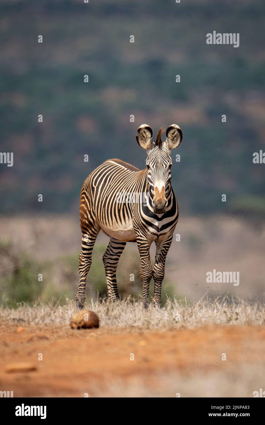 A Grévy's zebra stands in the savannah staring at the camera. It has ...