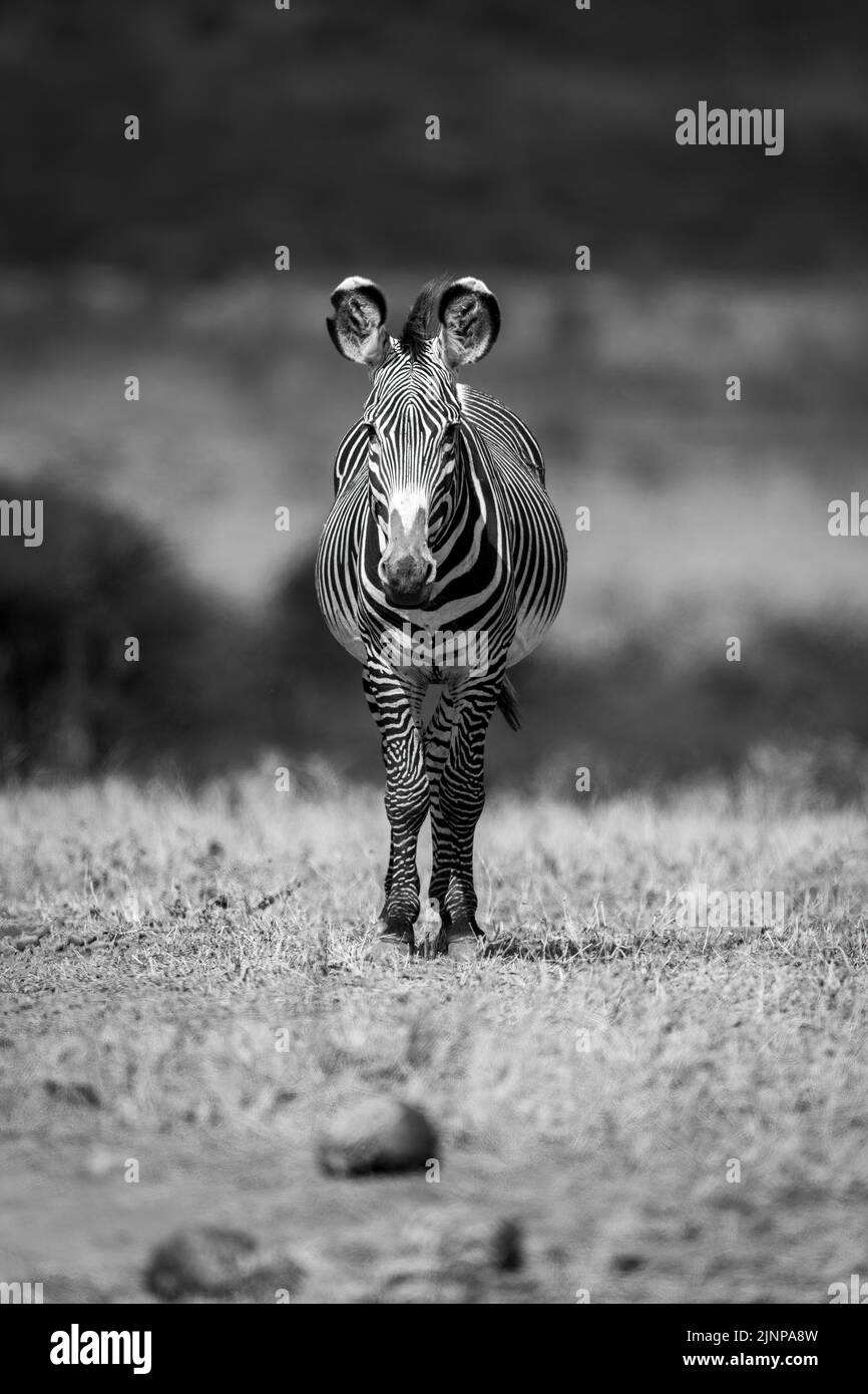 A Grévy's zebra stands in the savannah facing the camera. It has fine ...