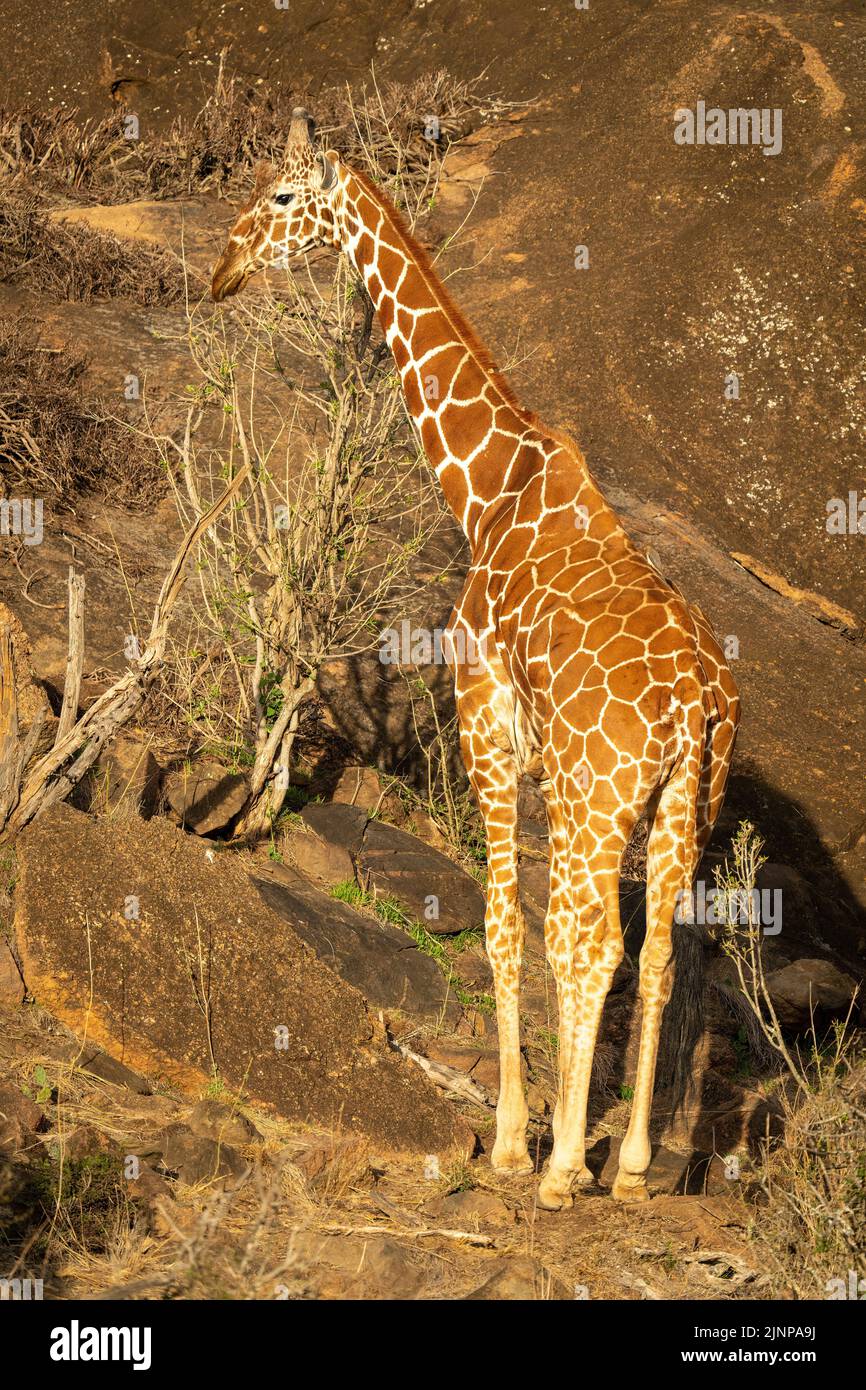 Reticulated giraffe stands by steep rock face Stock Photo - Alamy