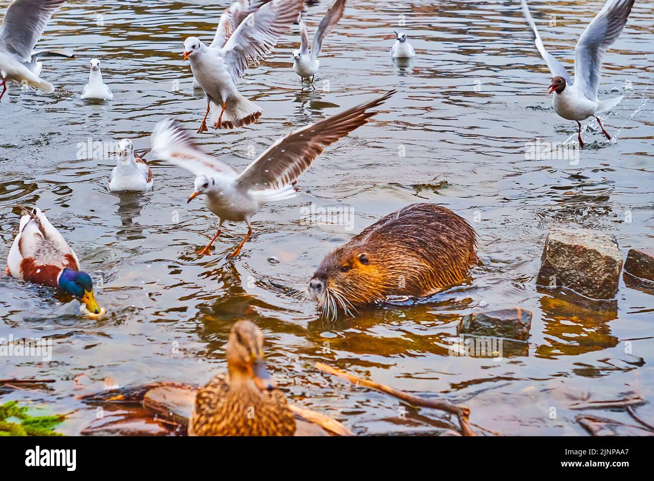 The bank of Vltava River with flying birds and beaver, Prague, Czech ...