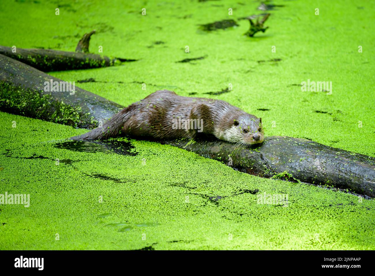 The Eurasian otter - Lutra lutra, also known as the European otter ...