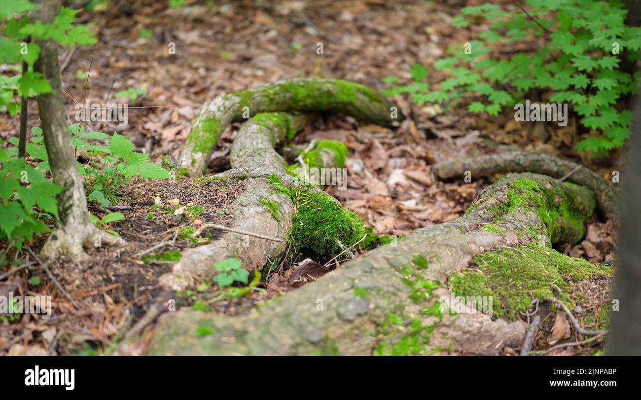 Tree roots in summer forest. Selective focus Stock Photo - Alamy