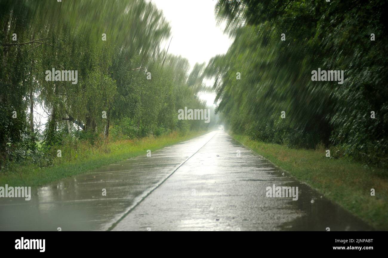 Heavy rain and strong wind, empty forest road Stock Photo - Alamy