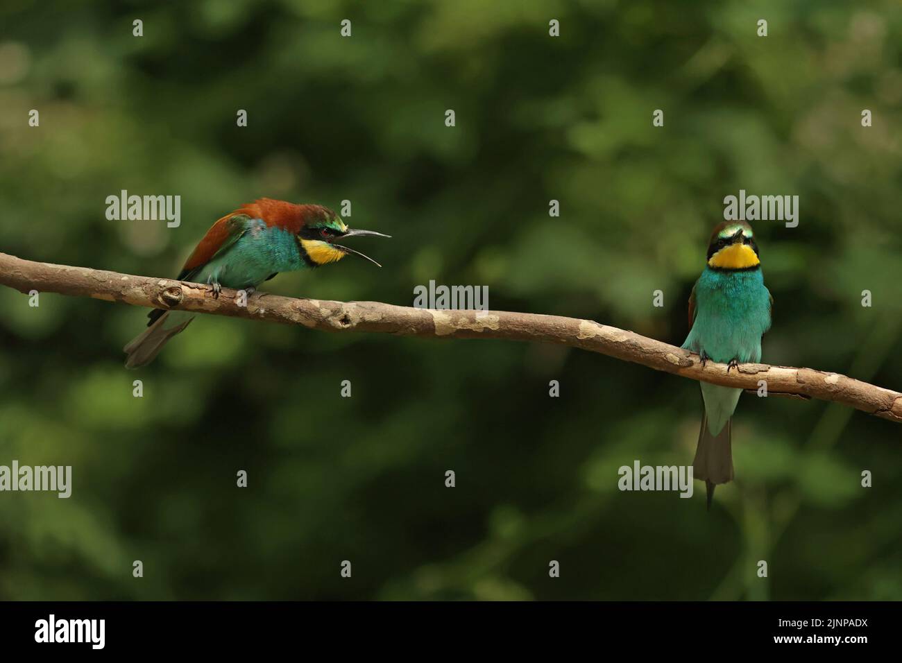 European bee-eaters (Merops apiaster) interact on where one may sit ...