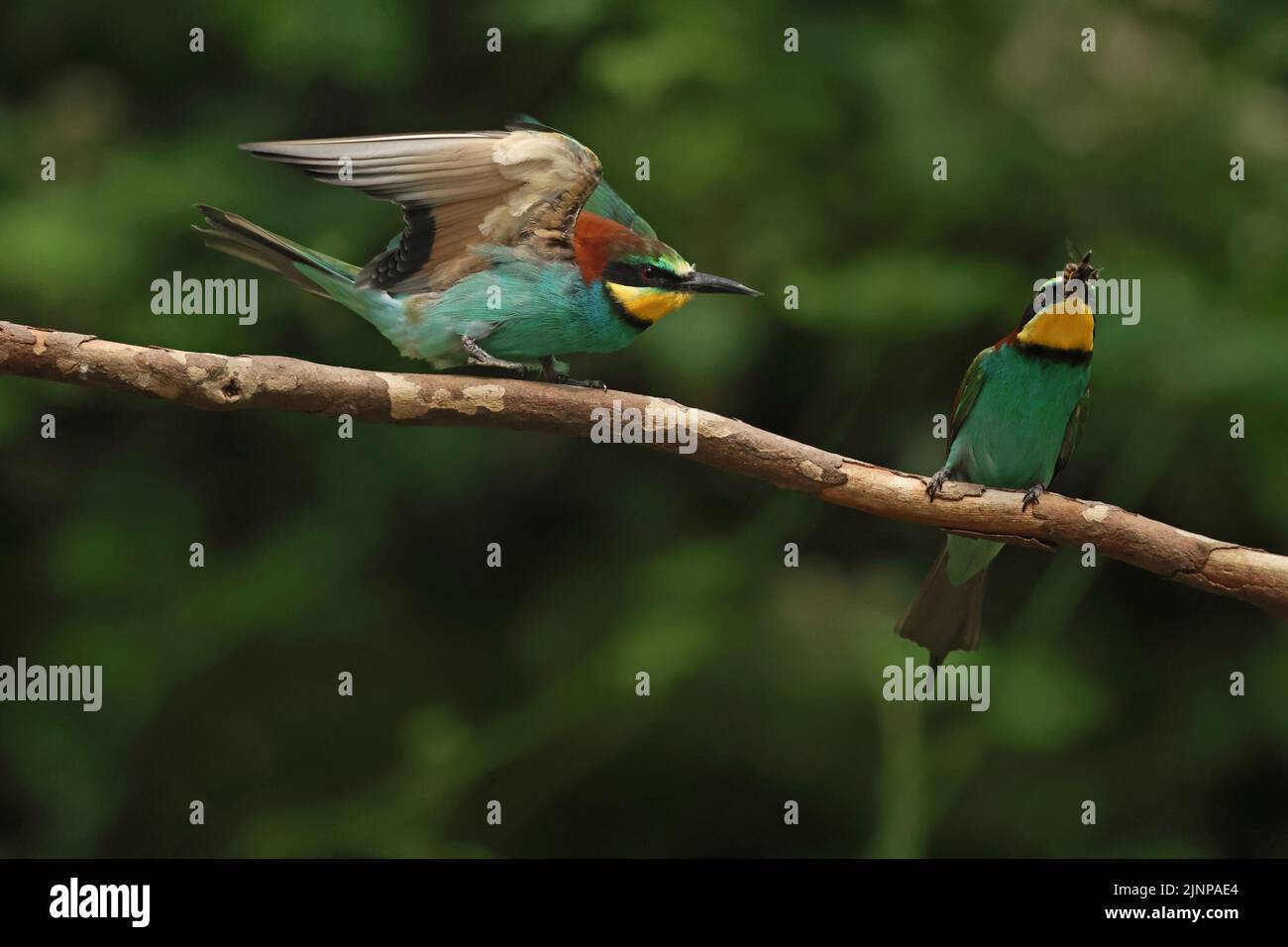 European bee-eaters (Merops apiaster) interact on where one may sit ...