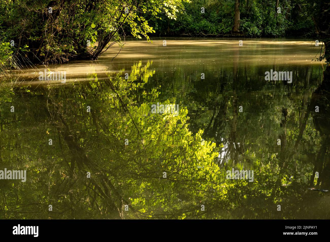 The swamp of the Marais Poitevin at Saint-Hilaire-la-Palud, France ...