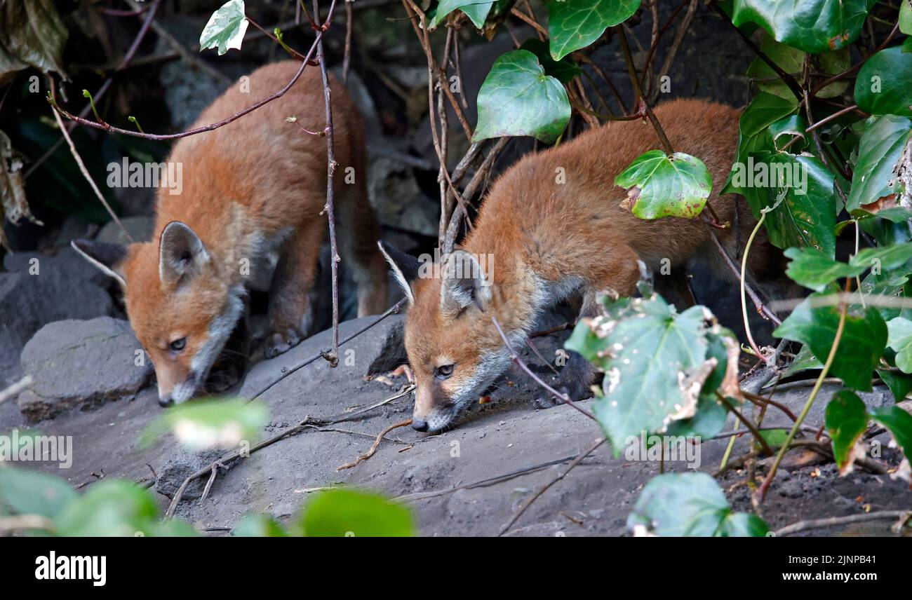 A family of urban fox cubs emerginf from their den Stock Photo - Alamy