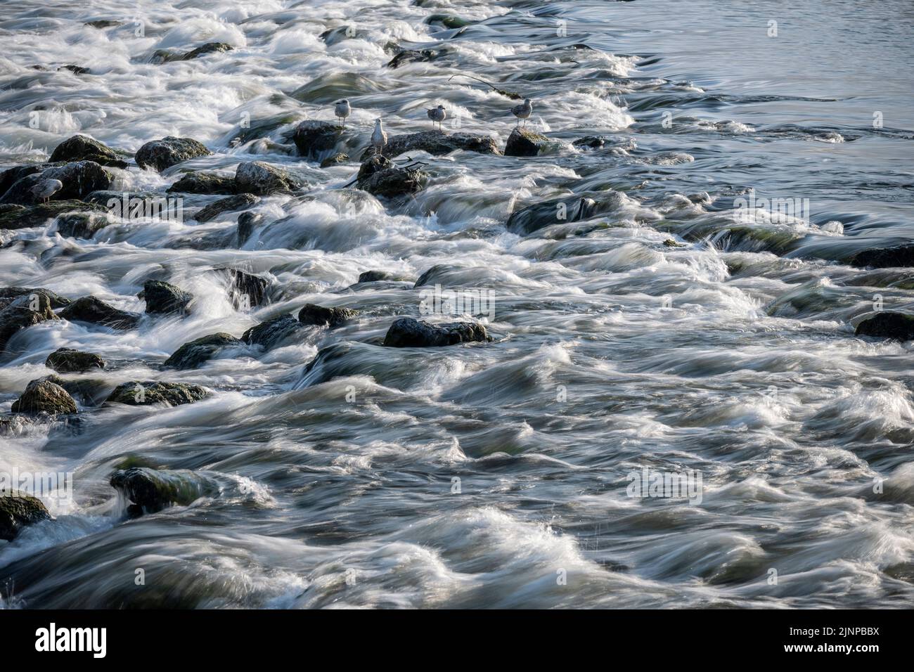 Beautiful sunset over Sava river rapids and seagulls resting on the ...