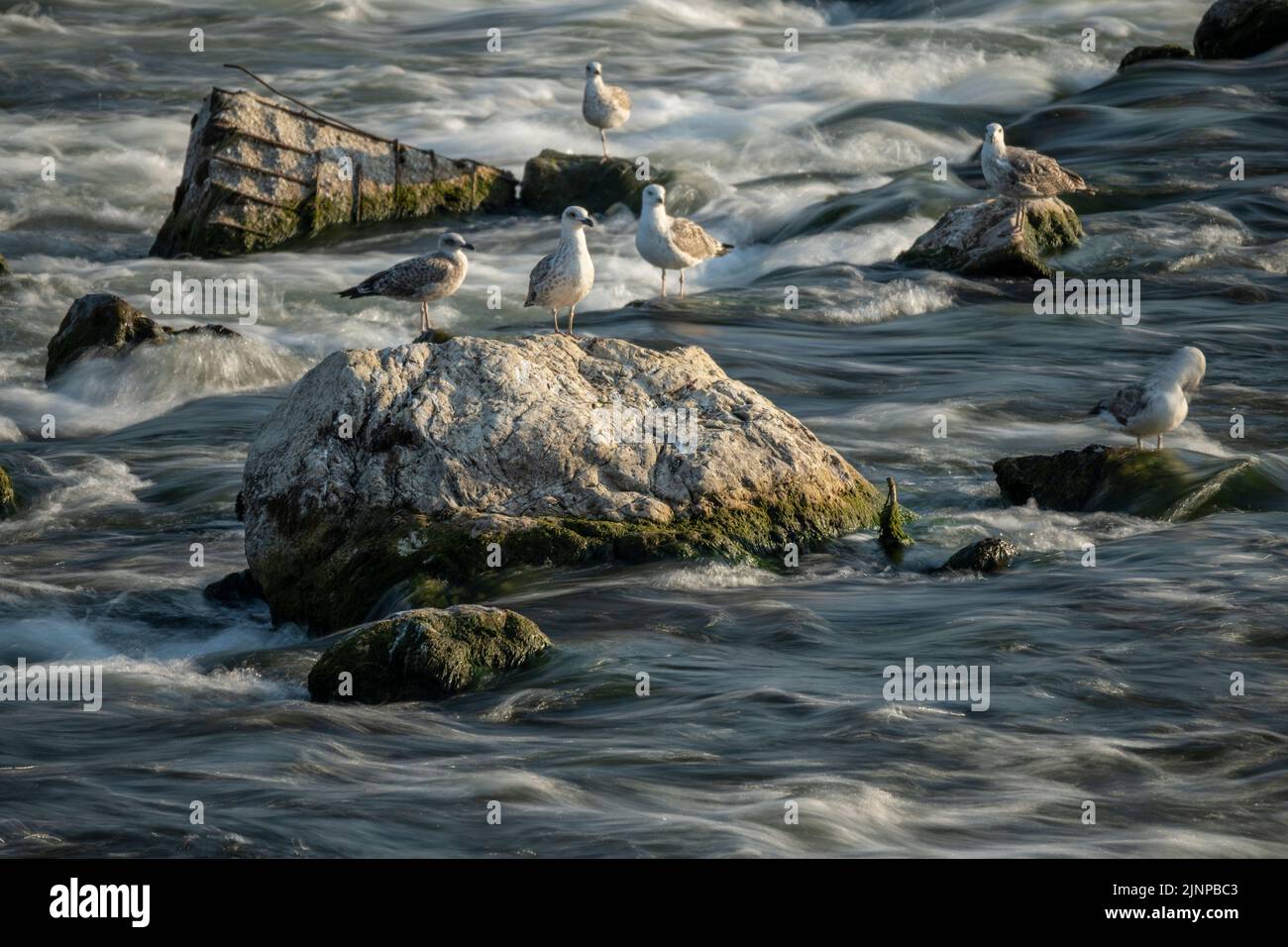 Beautiful sunset over Sava river rapids and seagulls resting on the ...