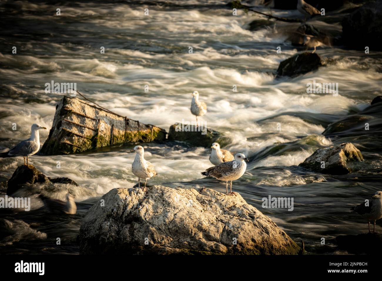 Beautiful sunset over Sava river rapids and seagulls resting on the ...