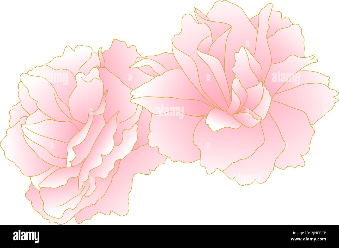 Spring flowers and plants, clumps of pink-gradient double-flowered ...