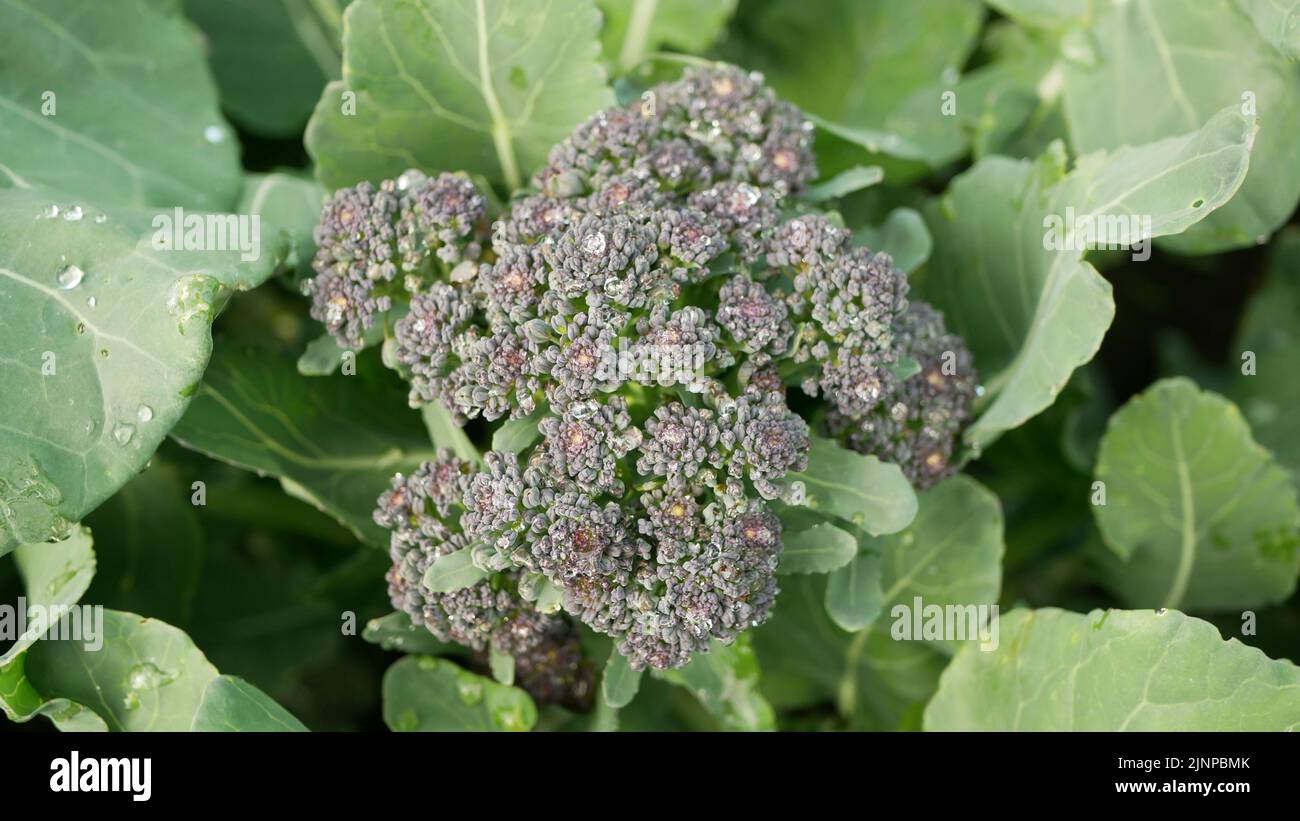 Broccoli leaf bio farmer farming greenhouse flowering head stalk folio ...
