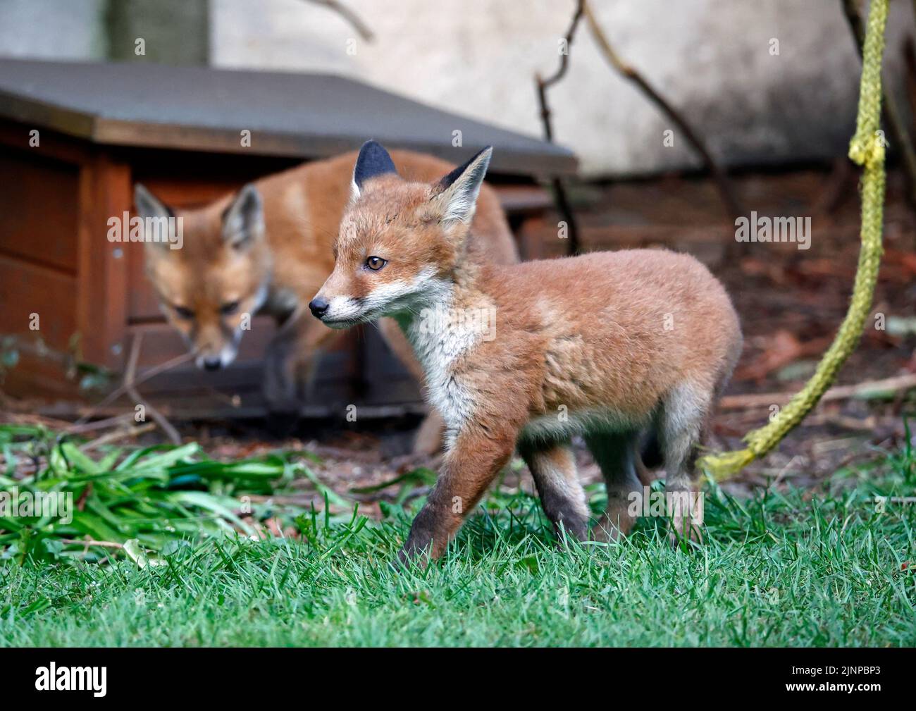 A family of urban fox cubs emerginf from their den Stock Photo - Alamy