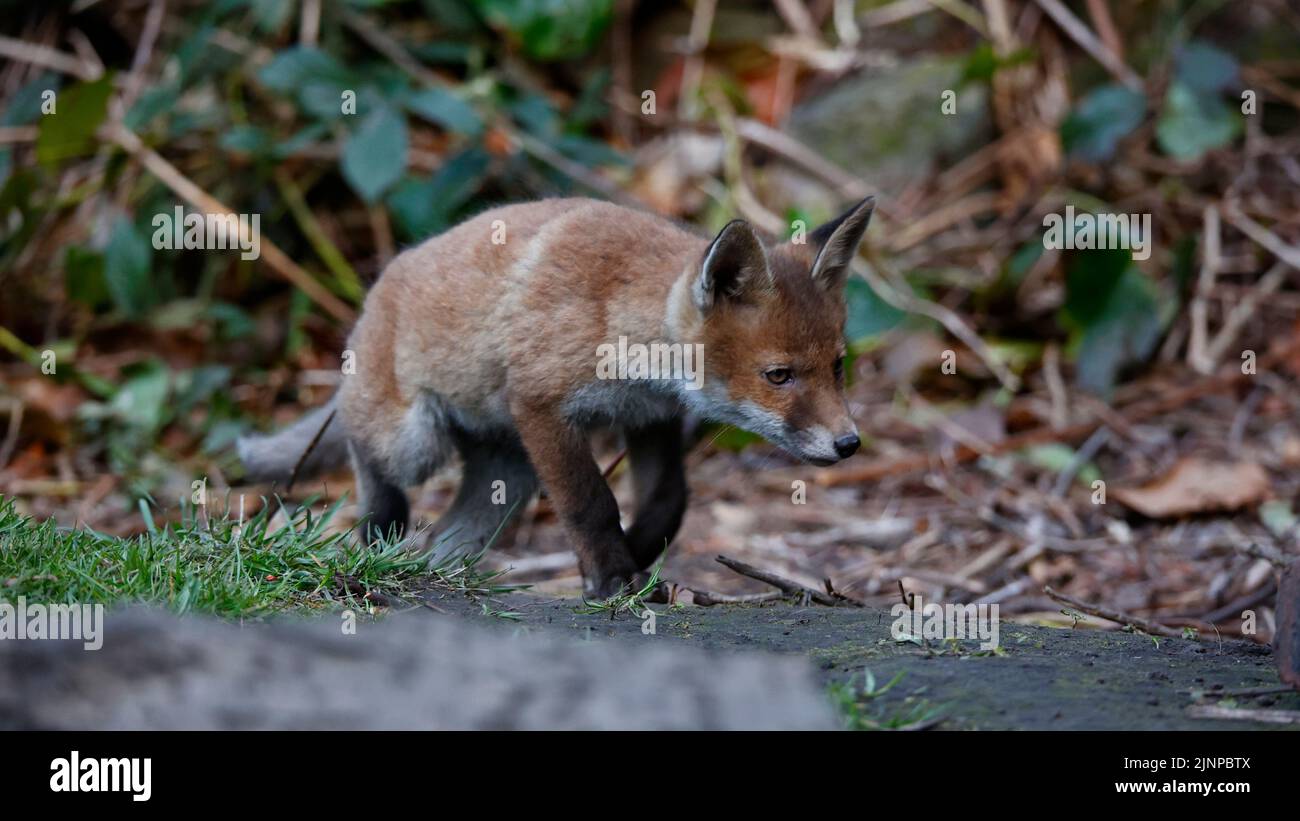 A family of urban fox cubs emerginf from their den Stock Photo - Alamy