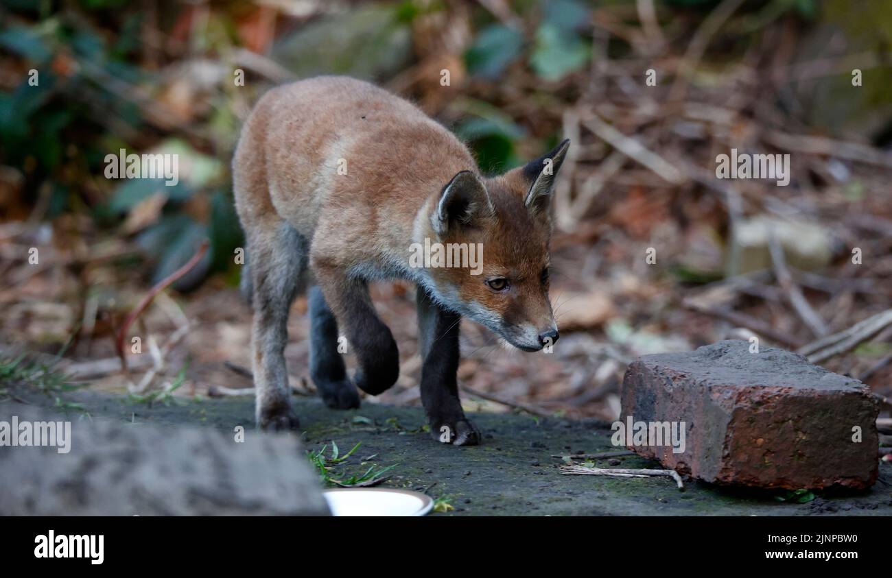 A family of urban fox cubs emerginf from their den Stock Photo - Alamy