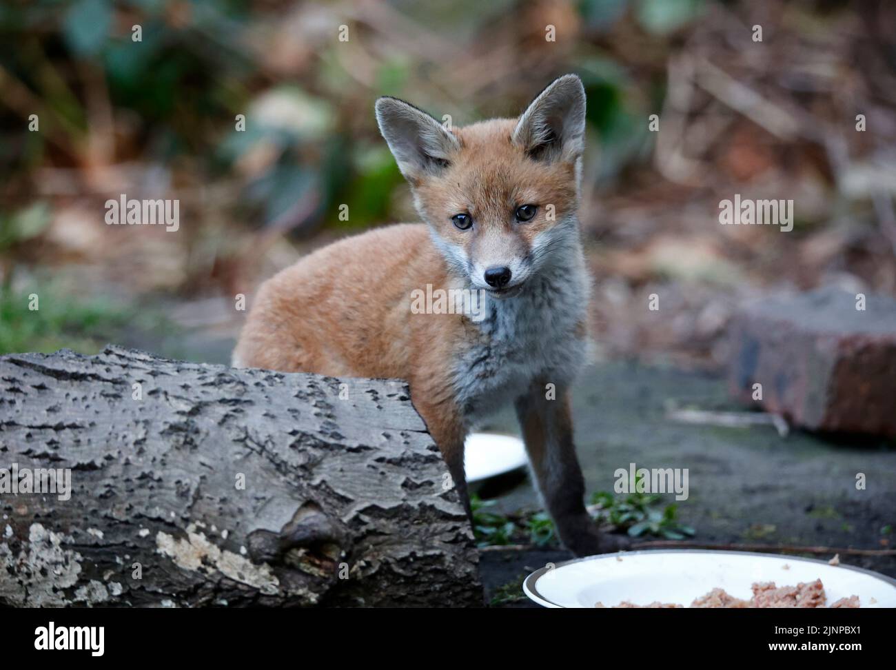 A family of urban fox cubs emerginf from their den Stock Photo - Alamy
