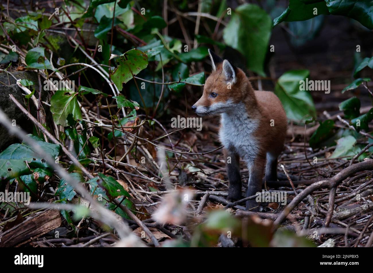 A family of urban fox cubs emerginf from their den Stock Photo - Alamy