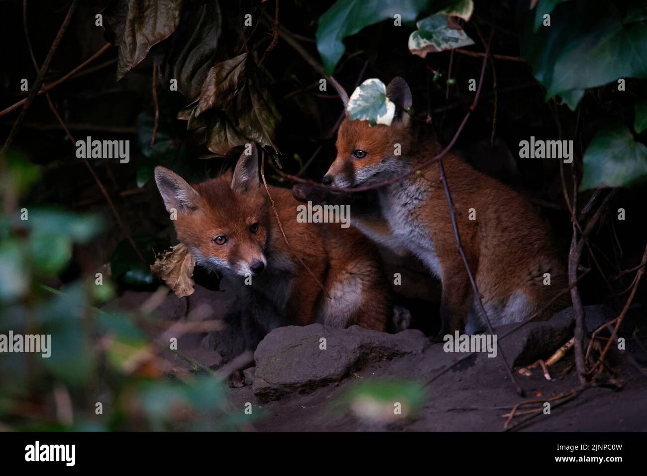 A family of urban fox cubs emerginf from their den Stock Photo - Alamy