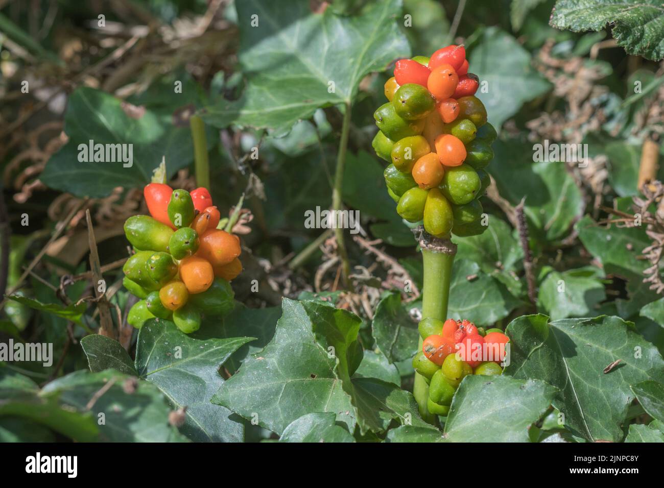 Poisonous orange autumn berries of Lords and Ladies / Cuckoopint / Arum ...