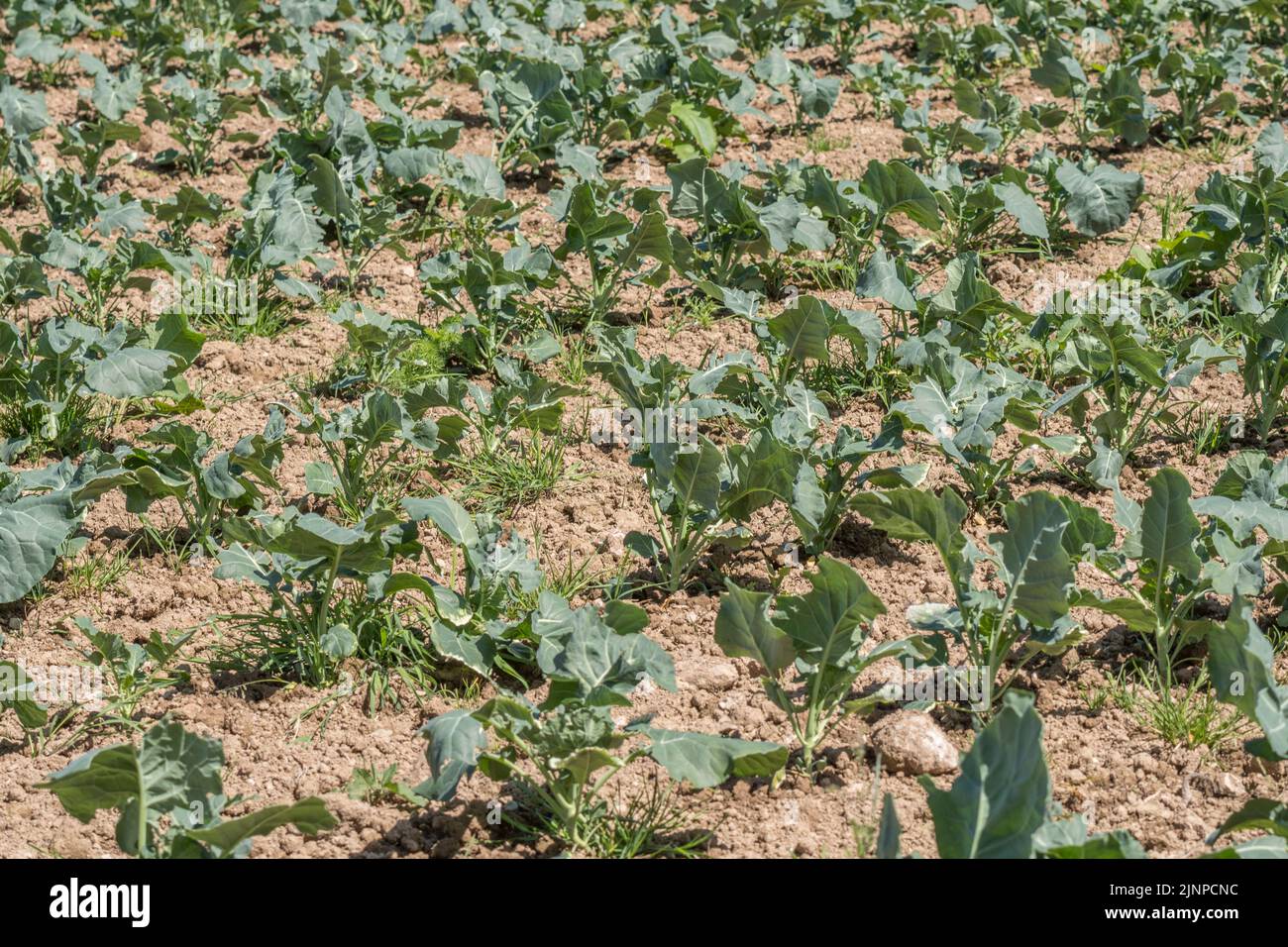 Brassica crop growing in field - may be cabbage or turnips. For root ...