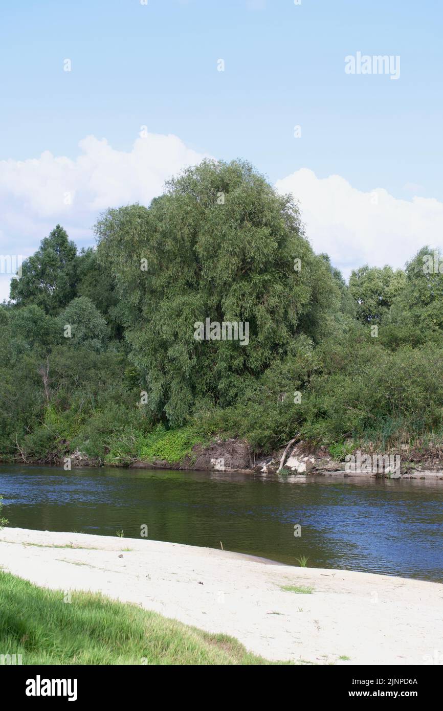 River flows. Both banks are visible with vegetation. The Pripyat River ...