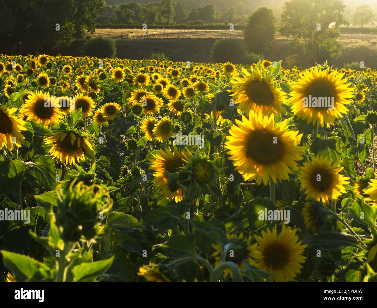 Sunflower field in the evening with countryside in the background ...
