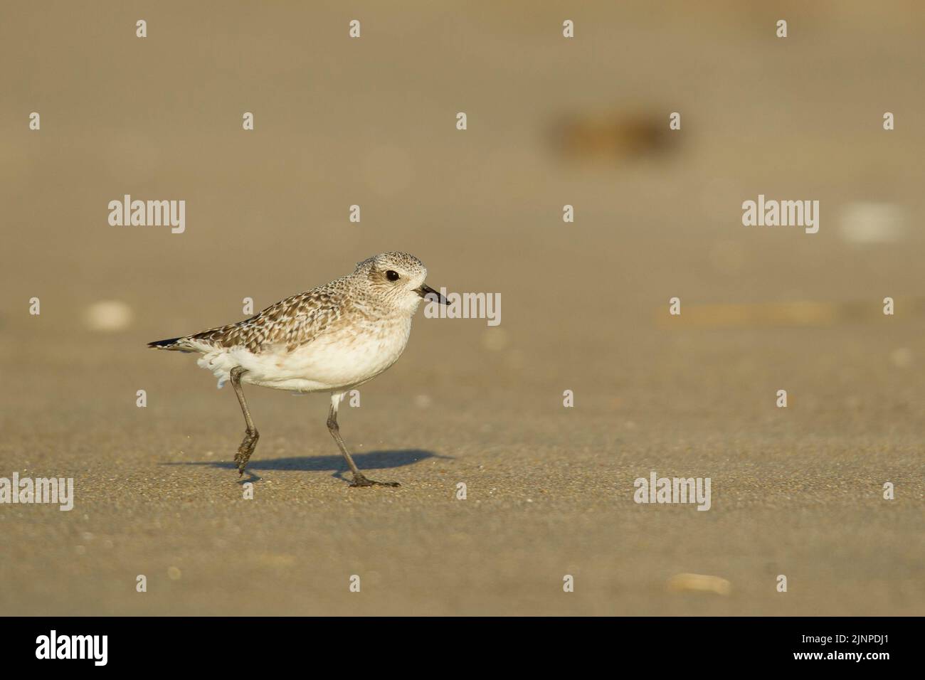 Black-bellied Plover (Pluvialis squatarola) in winter plumage on the ...
