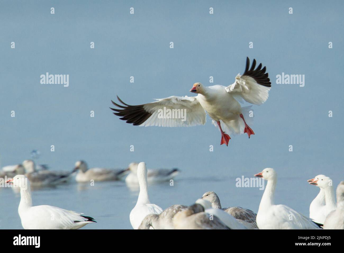 Snow Goose (Anser caerulescens) preparing to land Stock Photo - Alamy
