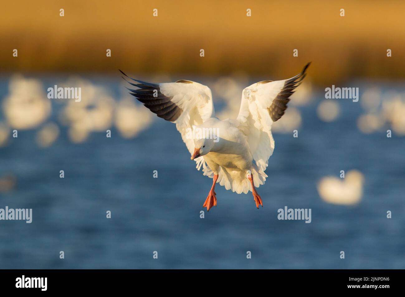 Snow Goose (Anser caerulescens) preparing to land Stock Photo - Alamy