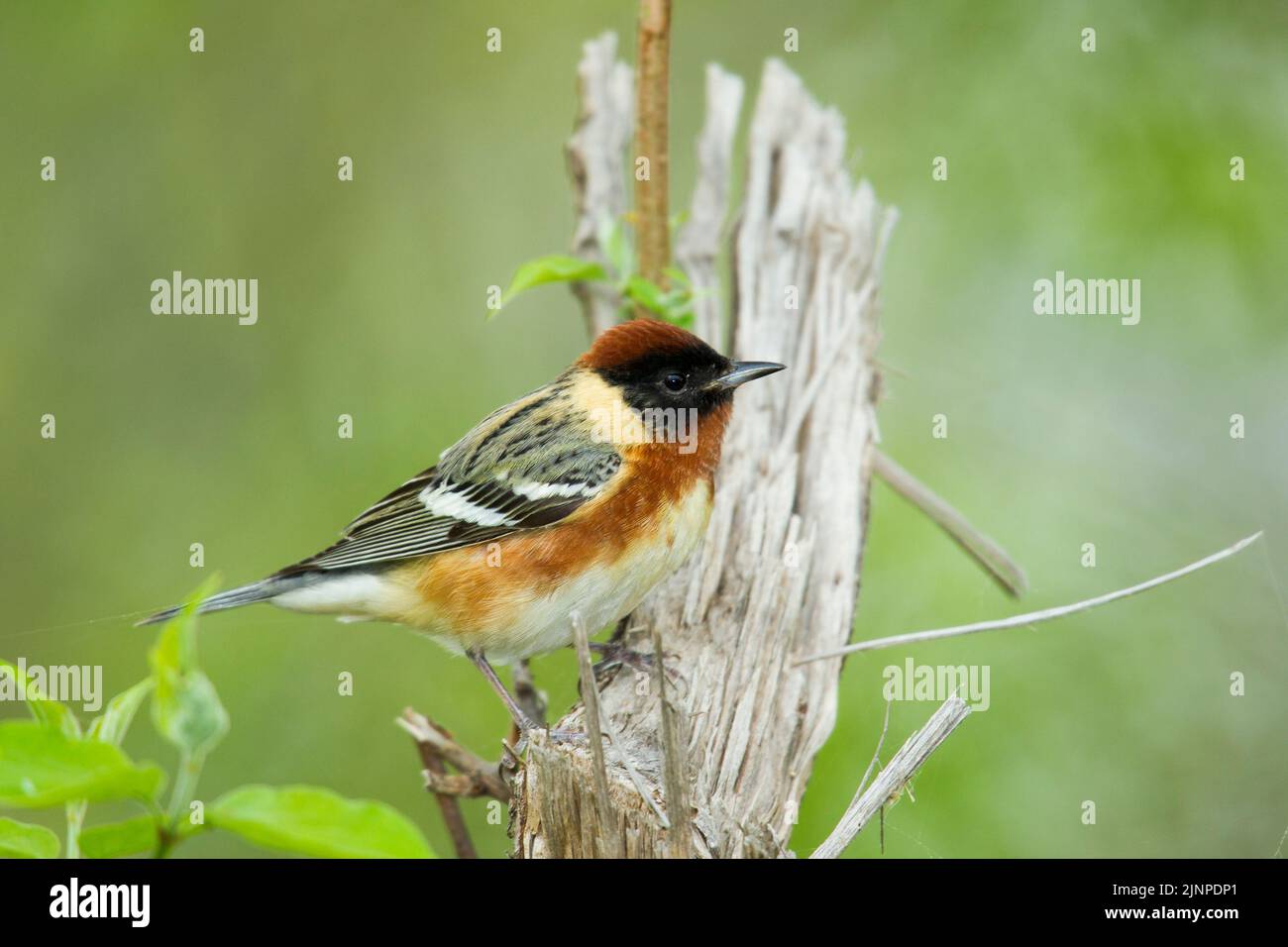 Bay breasted warbler hi-res stock photography and images - Alamy
