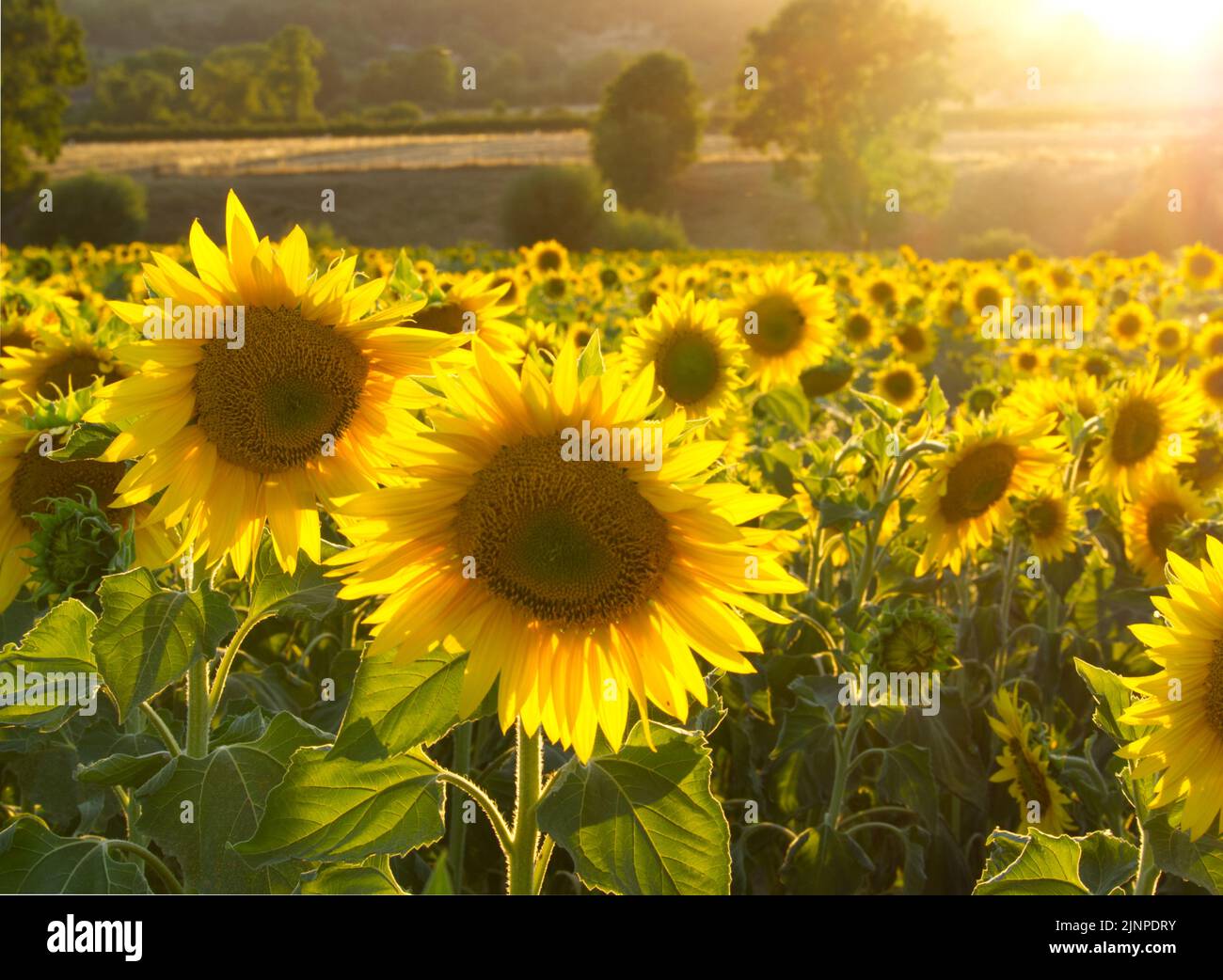Field of sunflowers in evening light with countryside in the distance ...
