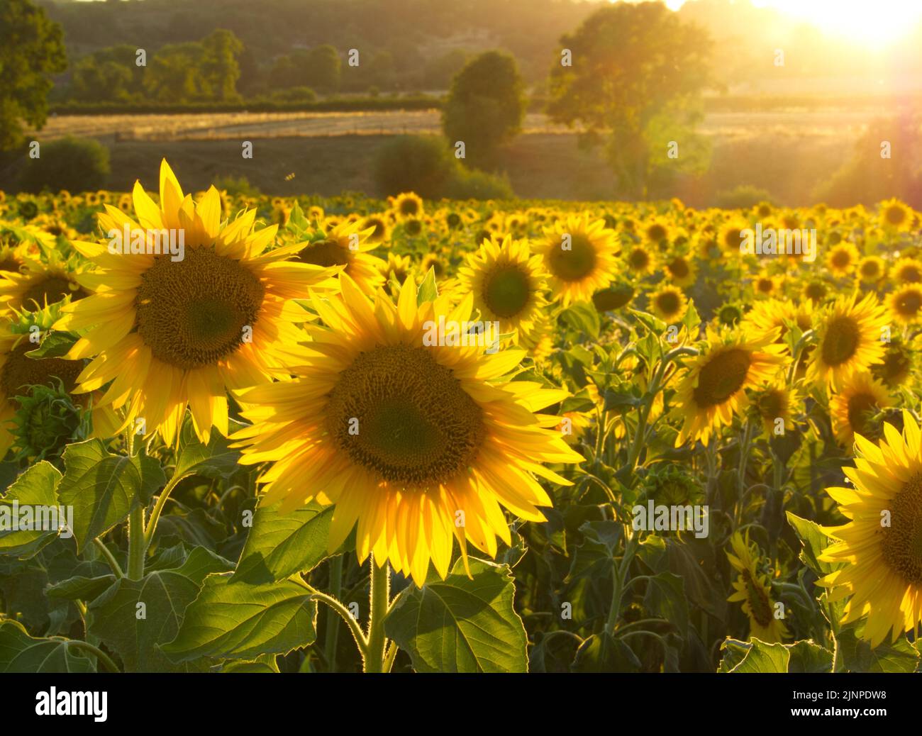 Field of sunflowers in evening light with countryside in the distance ...