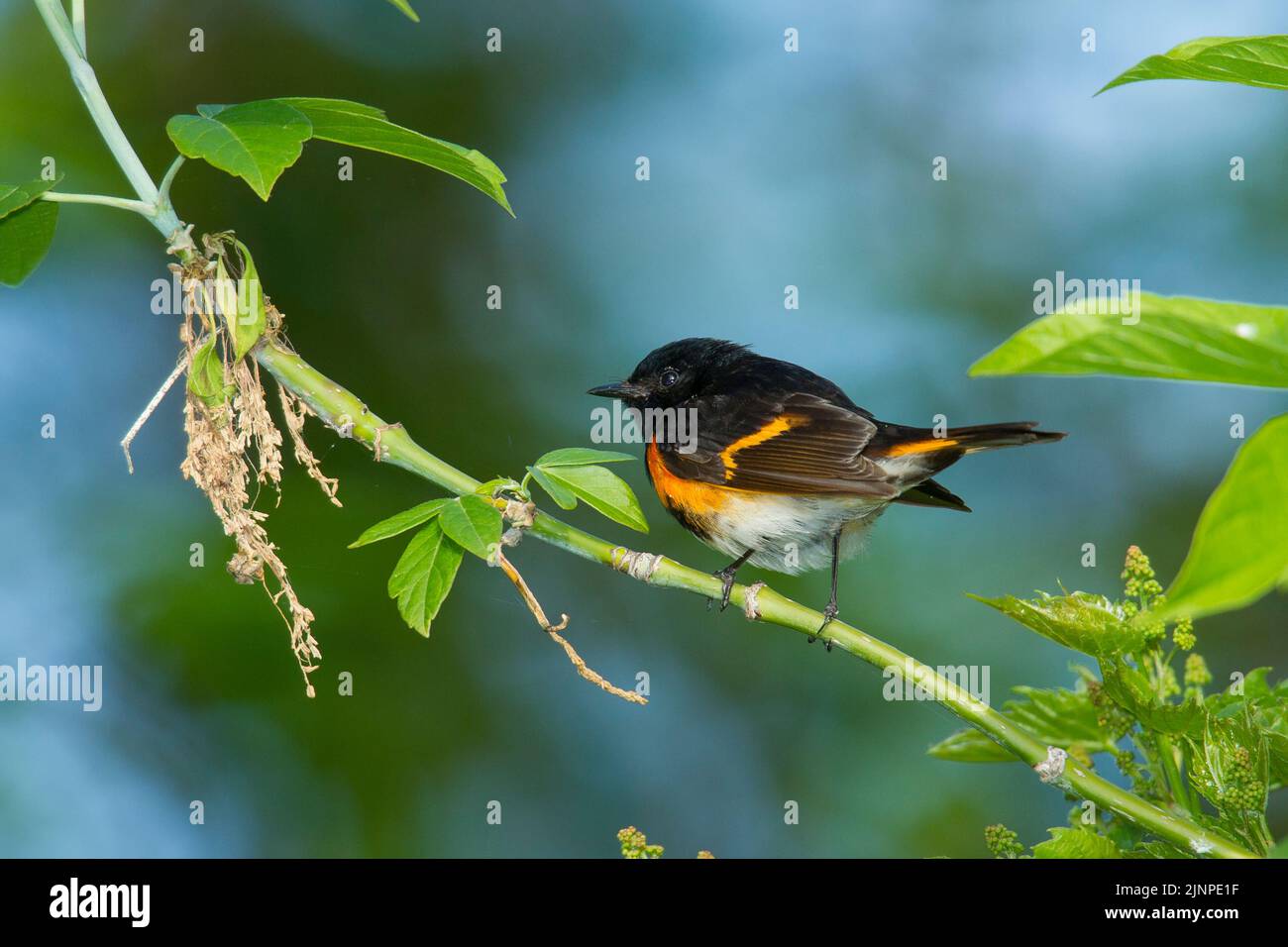 Common Redstart (Phoenicurus phoenicurus Stock Photo - Alamy