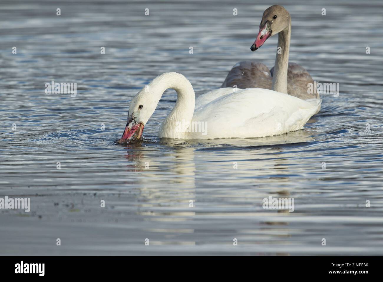 Trumpeter Swan (Cygnus buccinator), leucistic juvenile Stock Photo - Alamy
