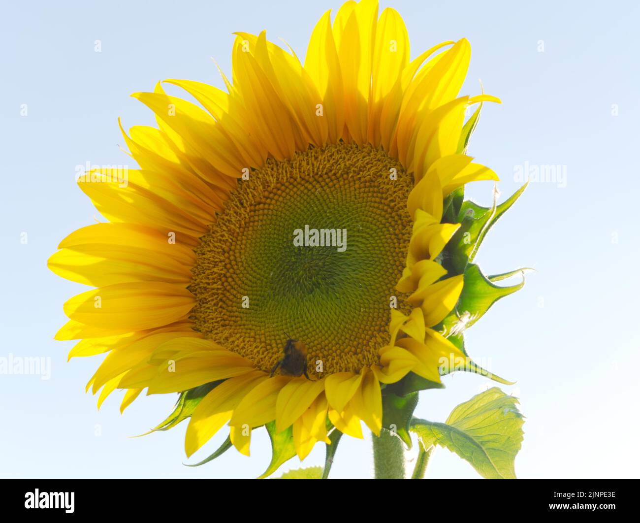 National flower of ukraine hi-res stock photography and images - Alamy