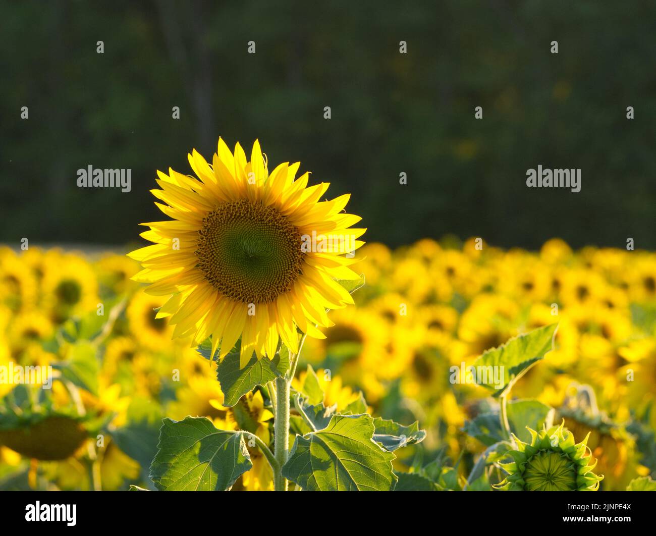 Sunflower field with one flower in focus August 2022 Stock Photo - Alamy