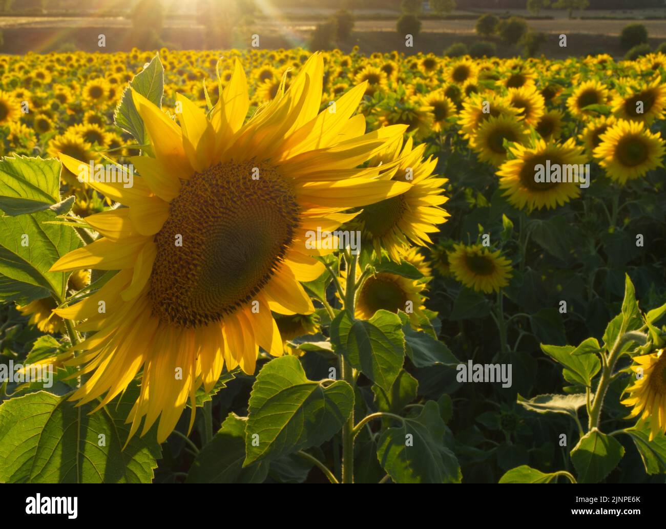 Sunflower field in evening light Oxfordshire August 2022 Stock Photo ...