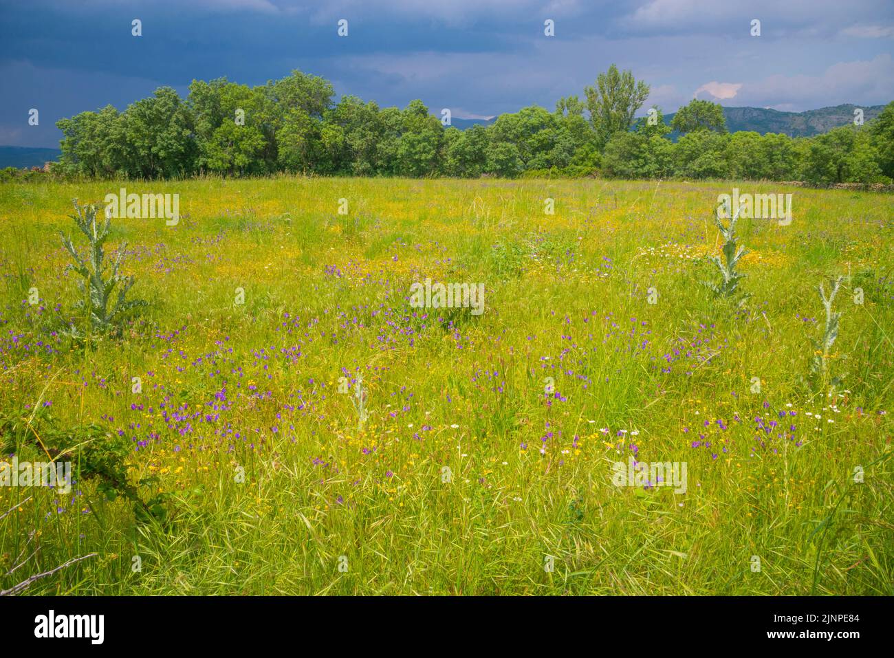Meadow. Pinilla de Buitrago, Madrid province, Spain Stock Photo - Alamy